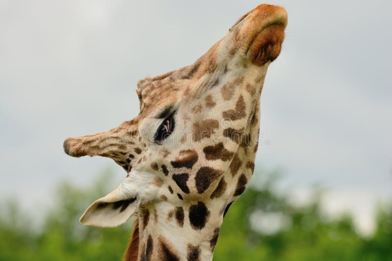 Giraffe head shot stock image. Image of openmouth, single - 92756943