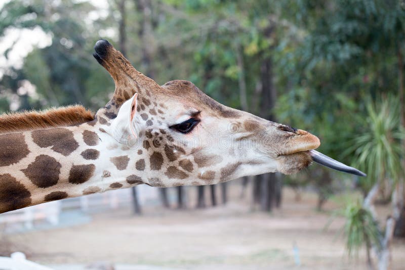 Baby giraffe stock photo. Image of safari, reserve, mammal - 14091288