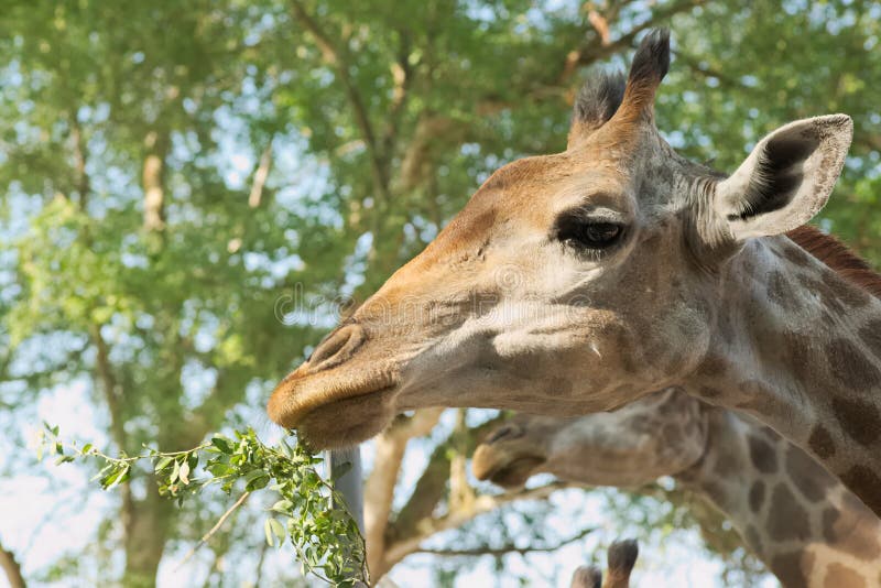 156 Giraffe Side Profile Head Neck Stock Photos - Free & Royalty-Free ...