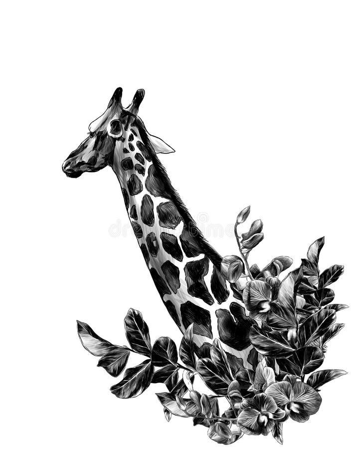 Giraffe Sideways Stock Illustrations – 8 Giraffe Sideways Stock ...