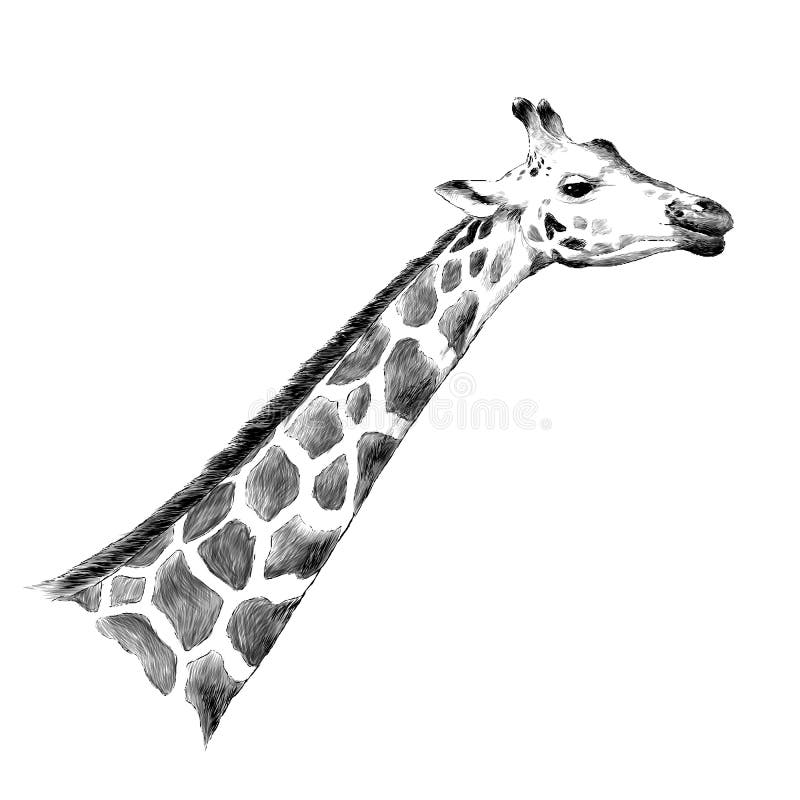 Giraffe Head Sketch Vector Graphics Stock Vector - Illustration of ...