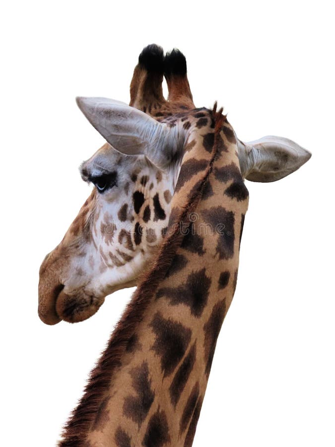 Giraffe Head Side View Stock Illustrations – 153 Giraffe Head Side View ...