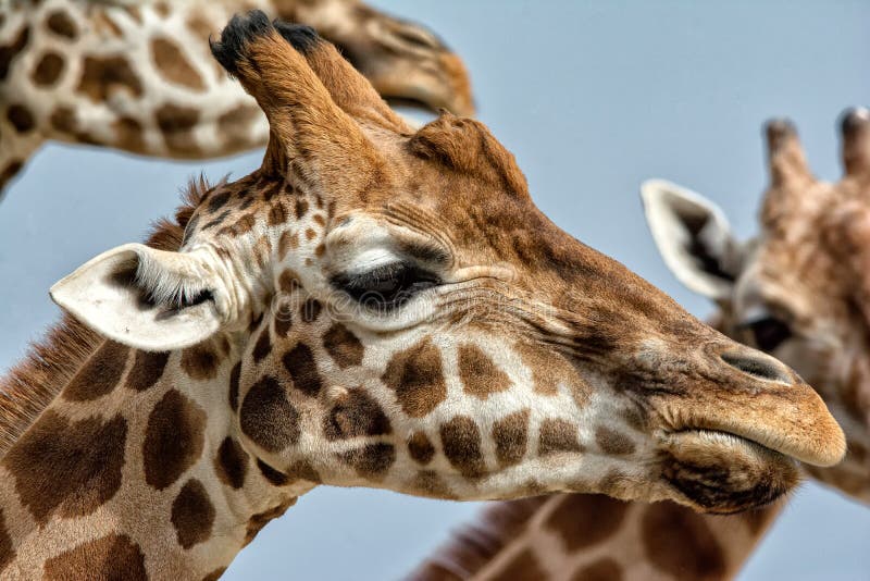 Giraffes from behind stock photo. Image of close, adult - 11151490