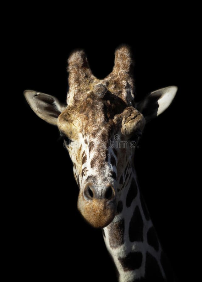 Giraffe headshot stock image. Image of headshot, animal - 148907531