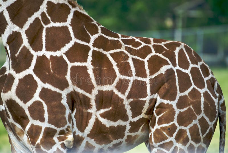 Giraffe Free Stock Photos & Pictures, Giraffe Royalty-Free and Public ...