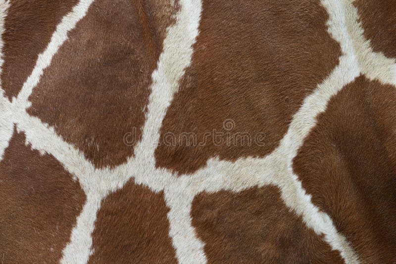 Giraffe Hide Pattern stock photo. Image of pattern, patch - 59567168