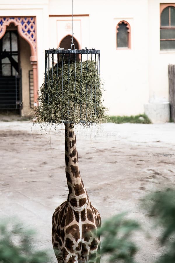 Giraffe stock photo. Image of horror, nature, fear, freedom - 76394940