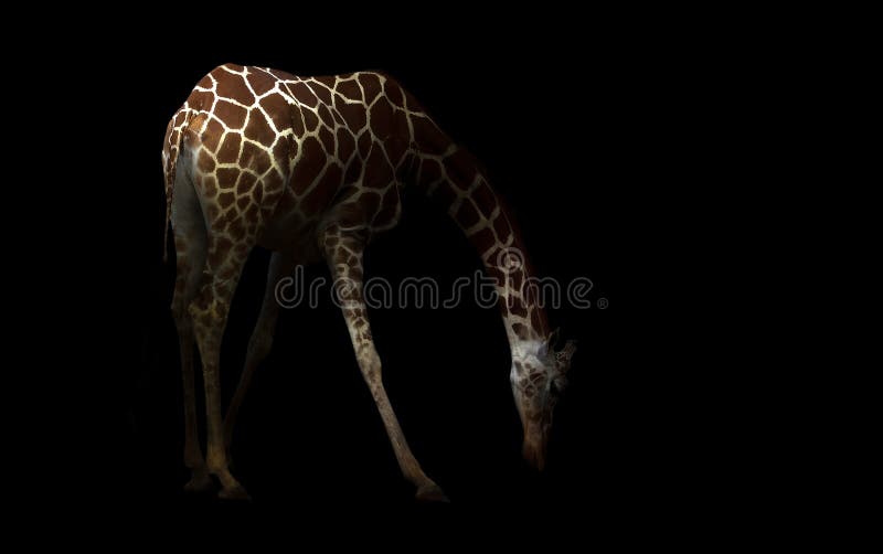 Giraffe Hiding Behind Acacia Tree Stock Photo - Image of giraffe ...
