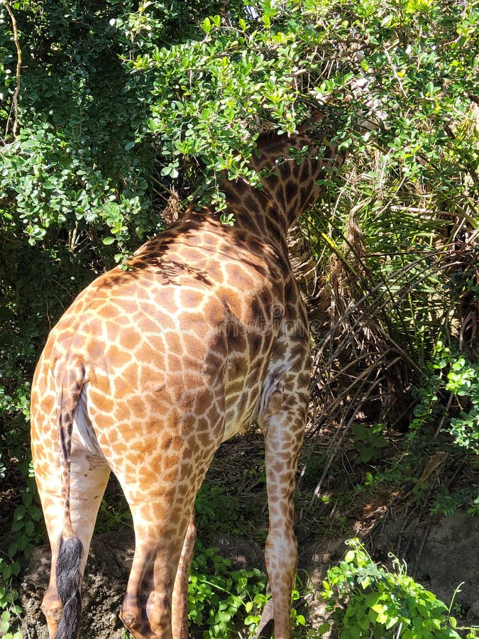 Giraffe hiding in tree stock image. Image of jungle - 227974521