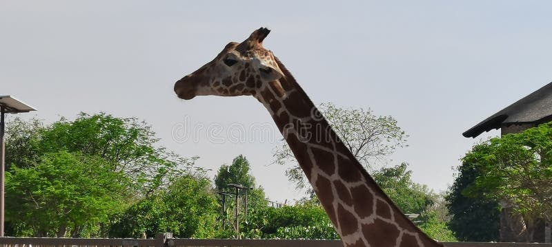 Giraffe is the Highest Animal among All Animals Stock Image - Image of ...