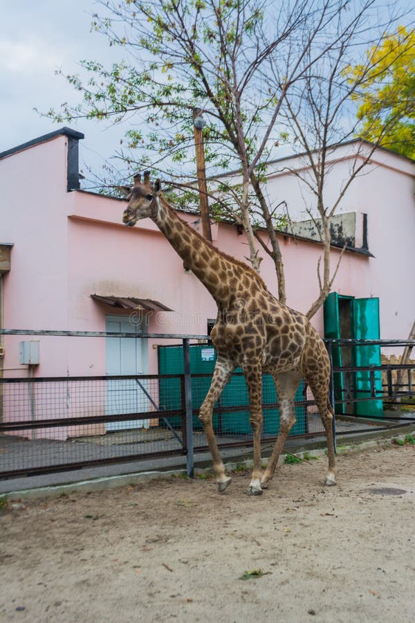 Giraffe stock image. Image of home, landscape, building - 129052629
