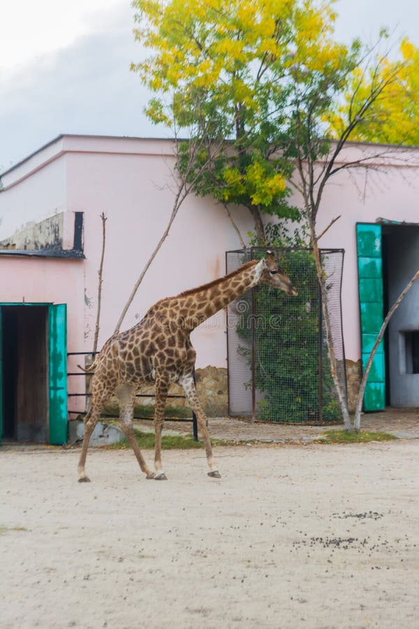 Giraffe stock photo. Image of garden, herbivore, nature - 129052664