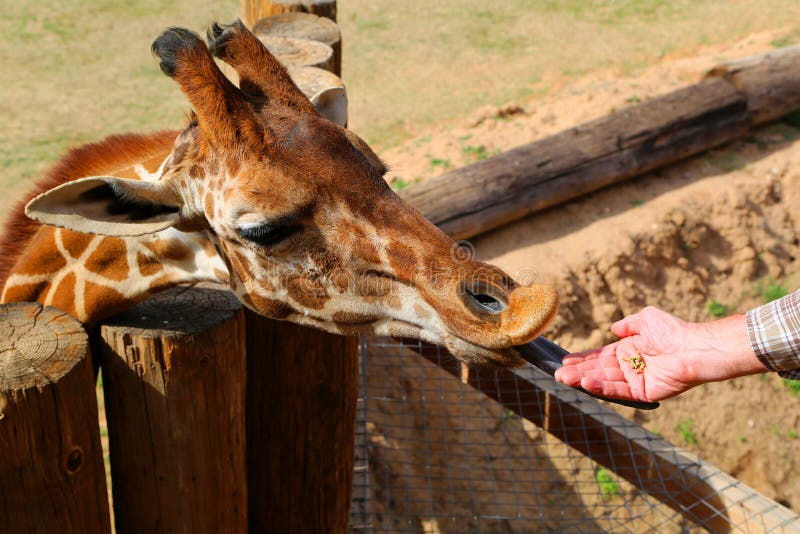 Giraffe stock image. Image of affiance, expectation, color - 50858697