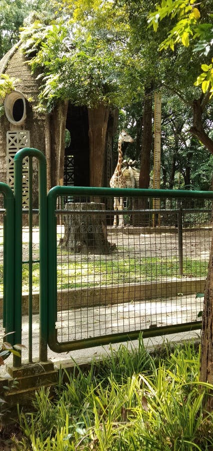 Giraffe house in zoo stock photo. Image of body, tall - 261737034