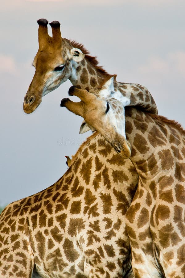 Giraffe Hug Stock Photos - Free & Royalty-Free Stock Photos from Dreamstime