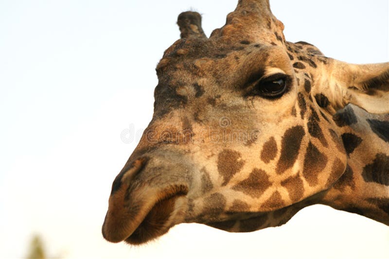 Giraffe and human hand stock photo. Image of listen, head - 620964