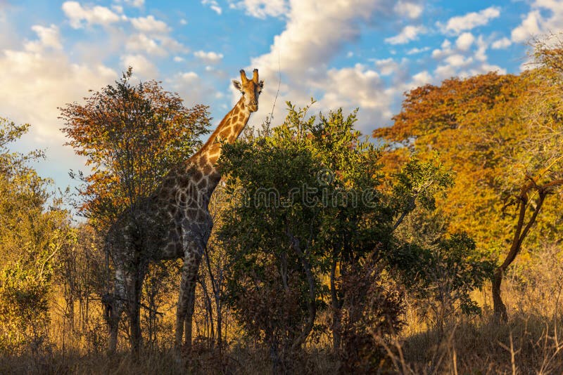 Male Giraffe in Hwange National Park Stock Photo - Image of african ...