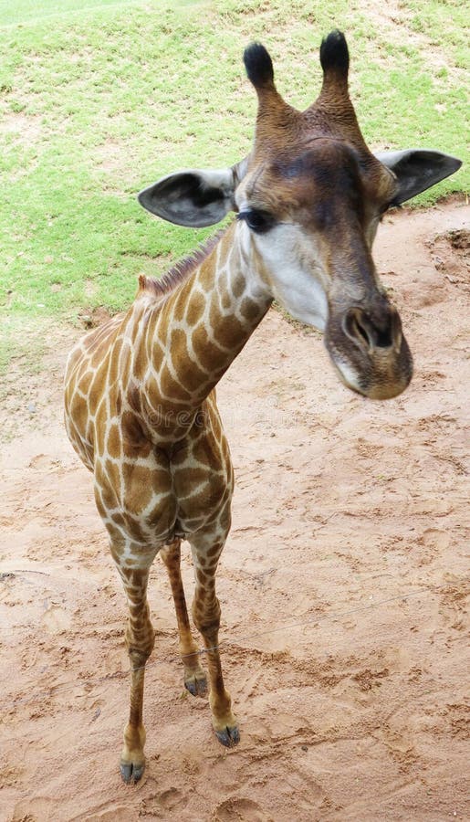 Giraffe Hug Stock Photos - Free & Royalty-Free Stock Photos from Dreamstime