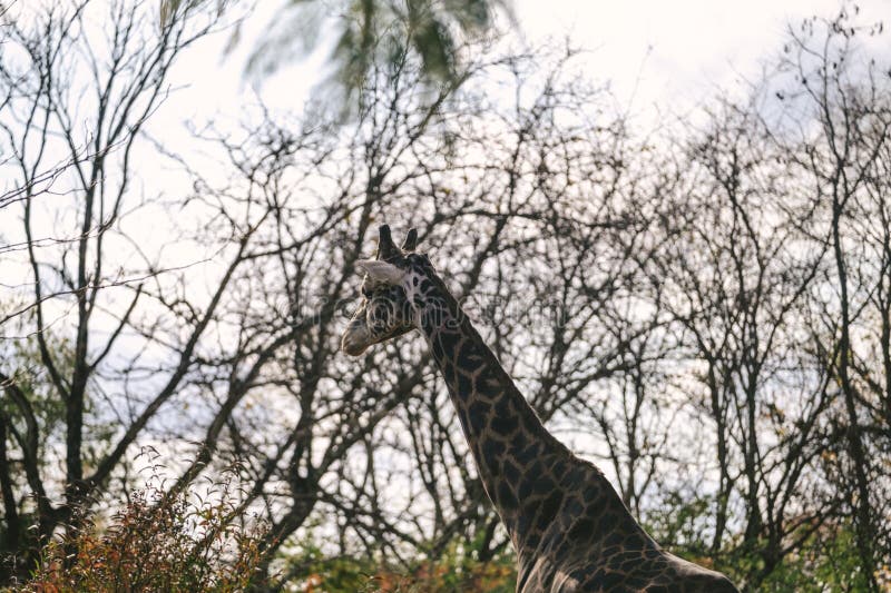 Giraffe Inside the Pittsburgh Zoo in Pennsylvania USA Stock Image ...
