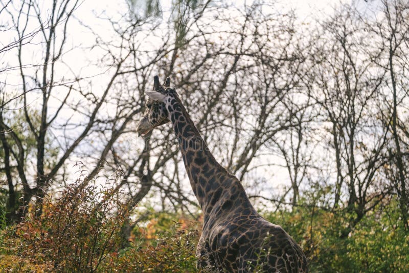 Giraffe Inside the Pittsburgh Zoo in Pennsylvania USA Stock Image ...