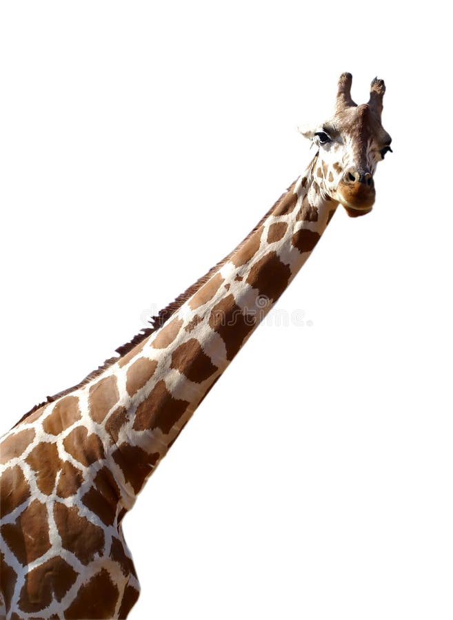 Giraffe Isolado No Fundo Branco Imagem de Stock - Imagem de grande ...