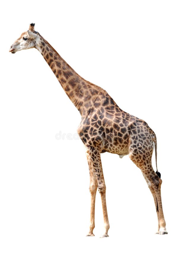 Giraffe isolated stock image. Image of africa, mammal - 12314083