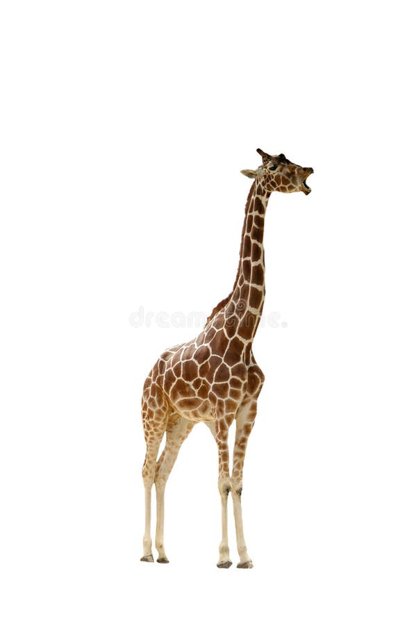 Front view giraffe stock image. Image of animal, head, offspring - 706515