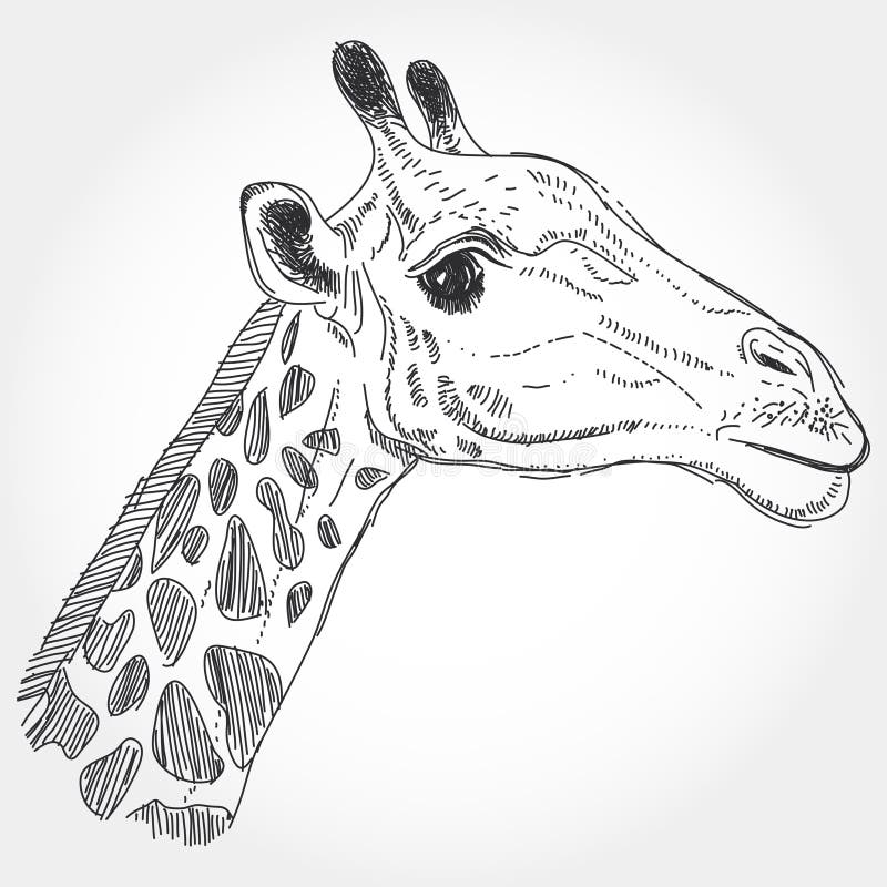 Giraffe Head Drawing Easy