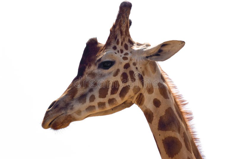 Giraffe isolated on white stock image. Image of neck - 19815561