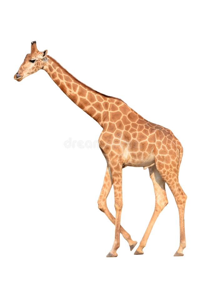 Front view giraffe stock image. Image of animal, head, offspring - 706515