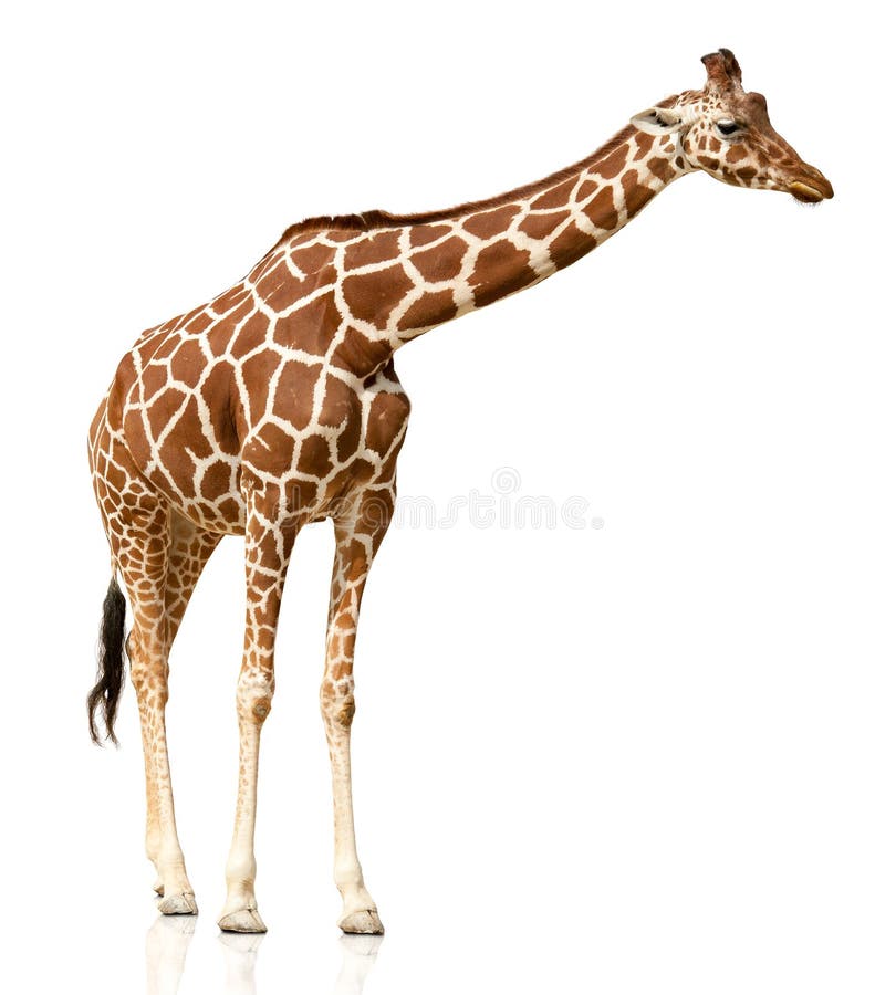 Giraffe Bottom Stock Photos - Free & Royalty-Free Stock Photos from ...