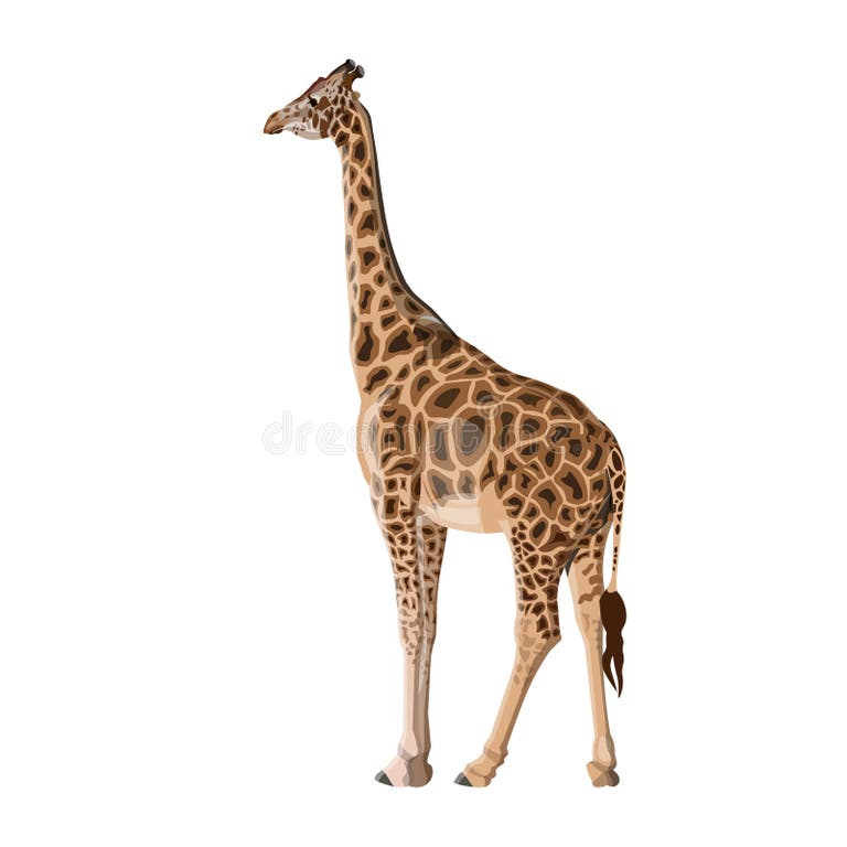 Beautiful Realistic Vector Giraffe Stock Illustrations – 228 Beautiful ...
