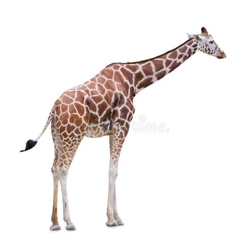 6,736 Giraffe Isolated Stock Photos - Free & Royalty-Free Stock Photos ...
