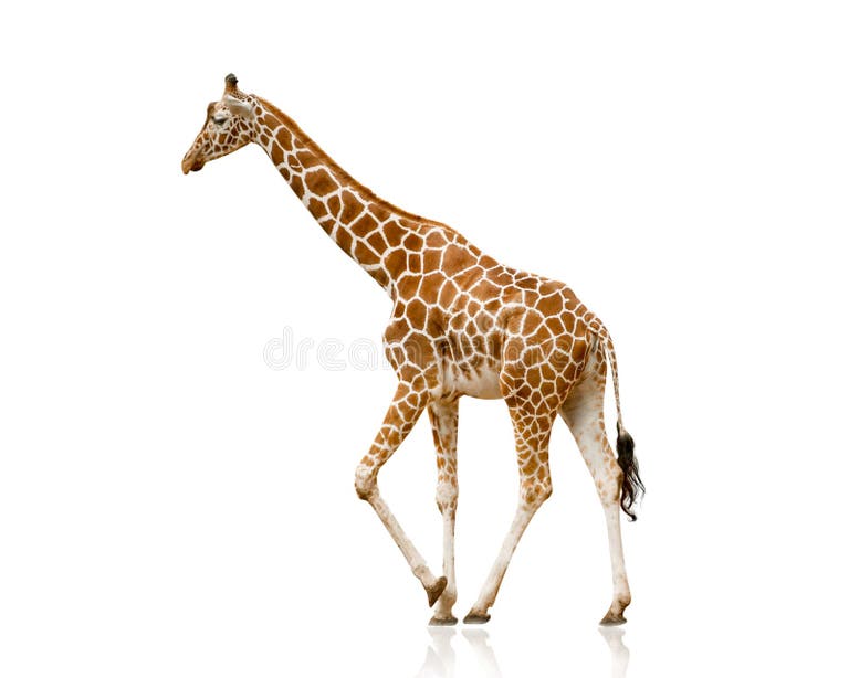 Giraffe isolated on white stock image. Image of isolated - 48846593