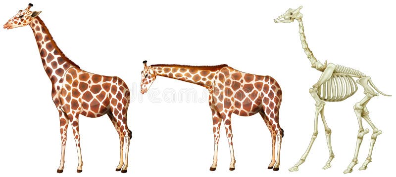 Giraffe and Its Bone Structure Stock Illustration - Illustration of ...