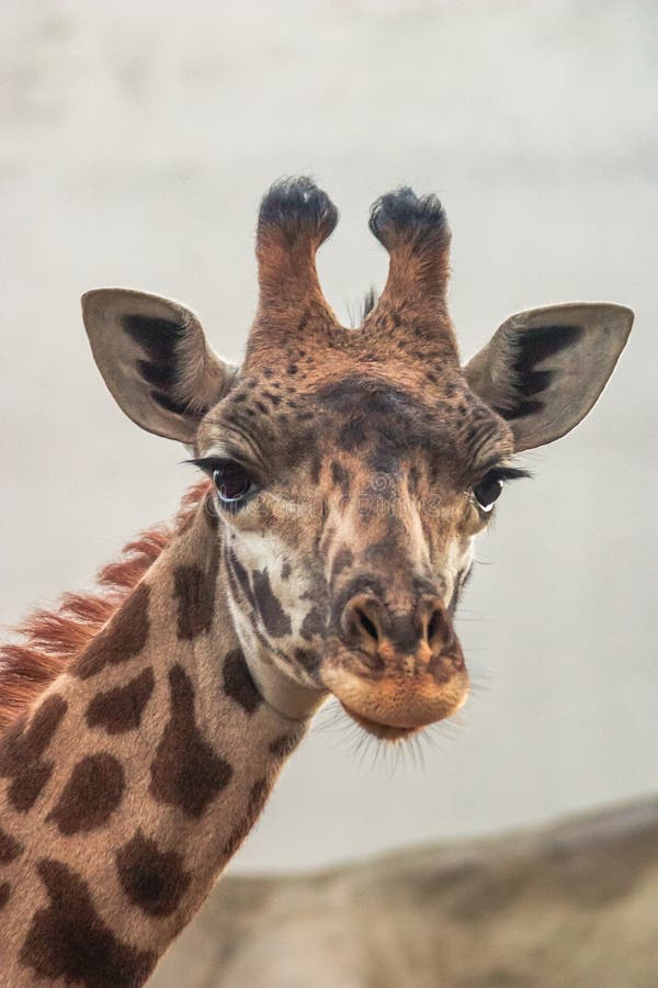 A Giraffe with Its Head Turned To the Side Stock Image - Image of tall ...