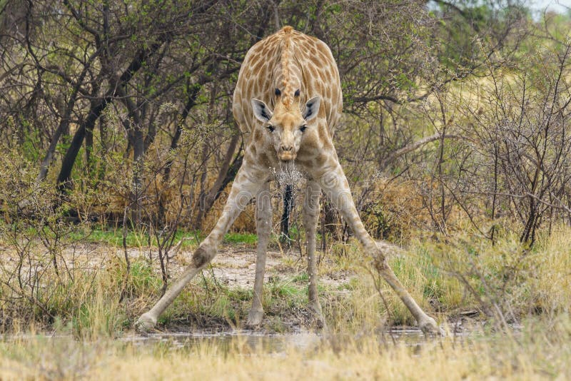 A Giraffe with Its Head in the Water To Drink Stock Photo - Image of ...