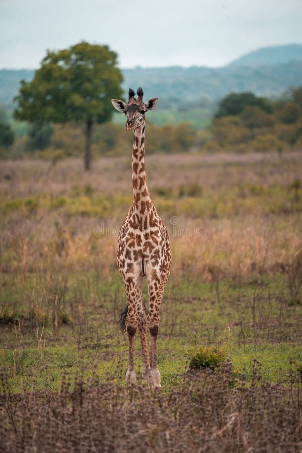 Giraffe in Its Natural Environment Stock Photo - Image of safari ...