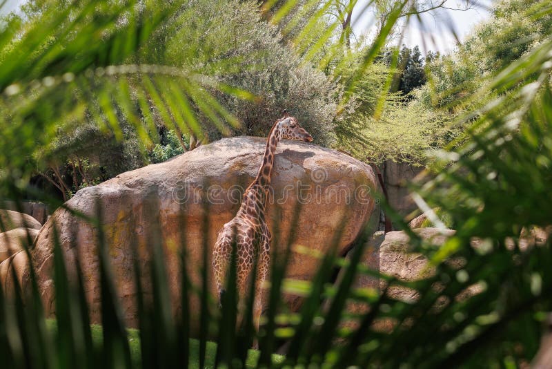 Giraffe in Its Natural Environment, Animal Theme Stock Image - Image of ...