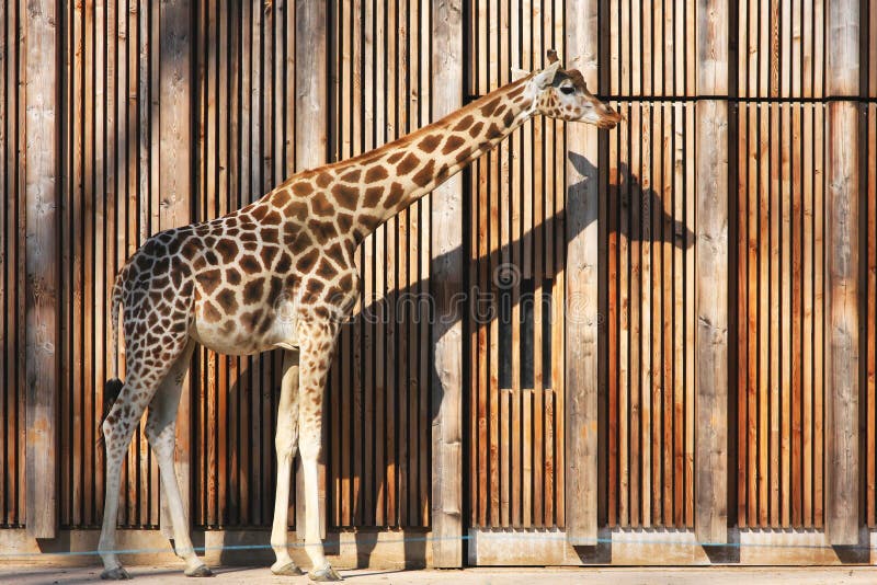 Giraffe and its shadow stock photo. Image of giraffe - 18201576