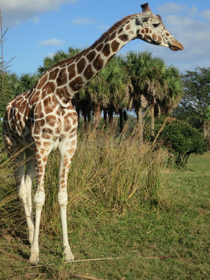 Giraffe stock photo. Image of animal, green, animalprint - 31106032