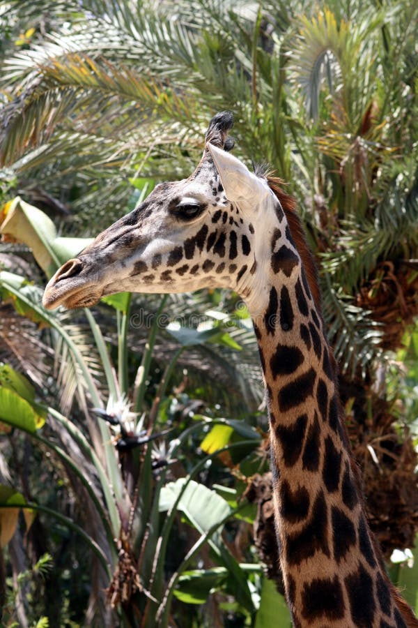 Giraffe in jungle stock image. Image of jungle, mammal - 31011199