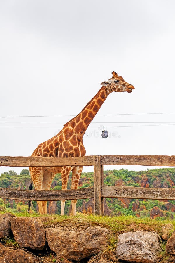 Giraffe in Large Spanish Zoo and Cable Cars in Cabarceno Stock Image ...