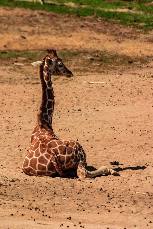 A Giraffe is Laying Down in the Dirt Stock Image - Image of wildlife ...