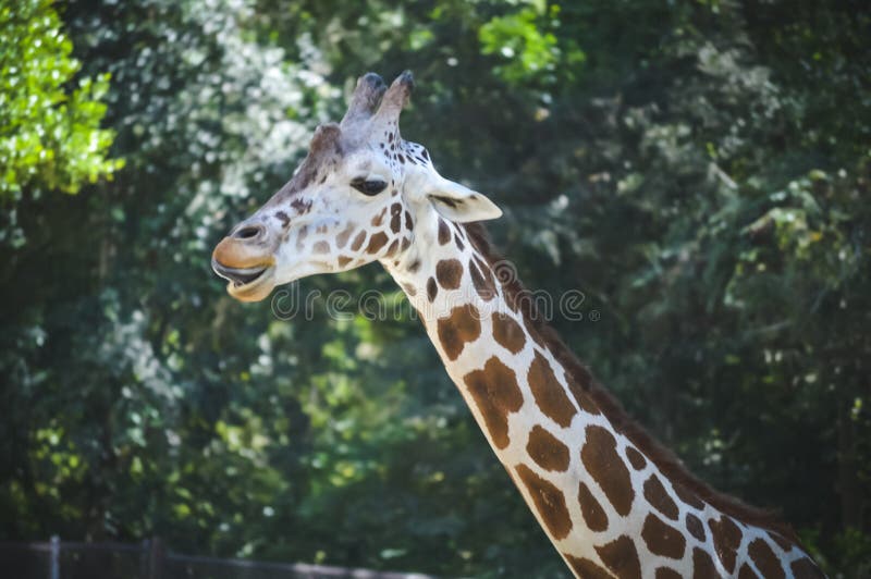 Giraffe licking lips stock photo. Image of pink, outdoors - 66833330