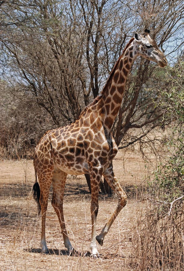 Giraffe Lifting Its Leg Picture. Image: 5934627