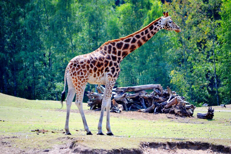 Giraffe stock photo. Image of away, gorilla, like, giraffe - 58274662