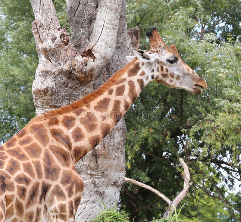 Giraffe Long Necked while Eating the Leaves 1 Stock Image - Image of ...