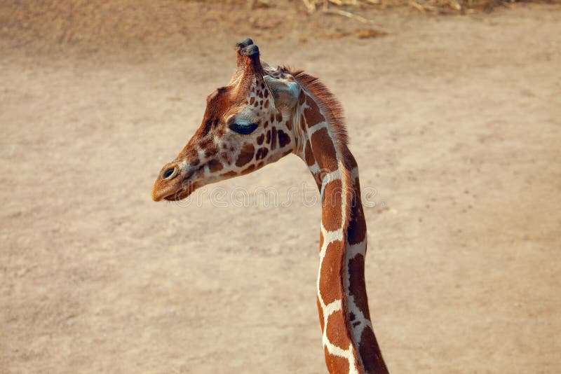 Giraffe long neck stock image. Image of african, africa - 171902247