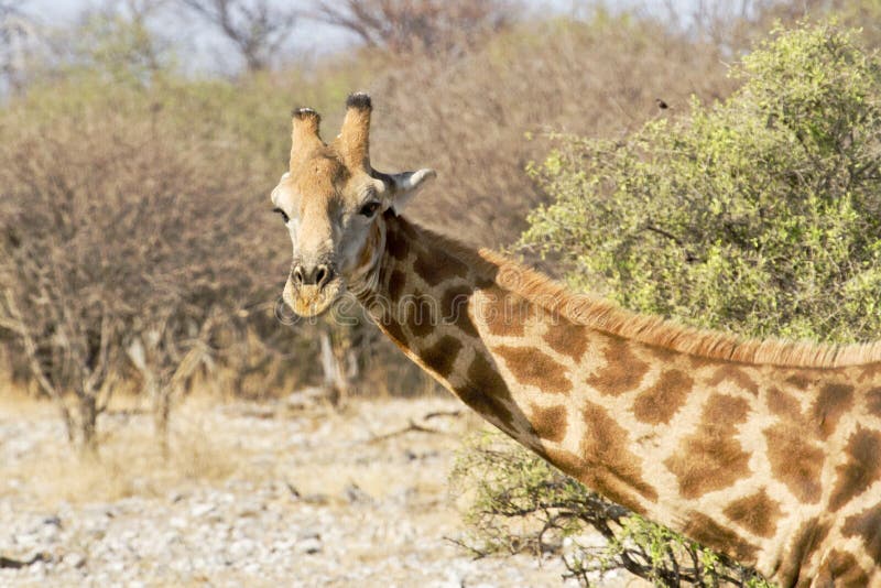 Giraffe looking stock photo. Image of curious, curiosity - 27668958